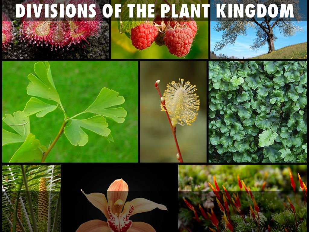 Divisions Of The Plant Kingdom By Marvelman58 Divisions Of The Plant Kingdom By Marvelman58